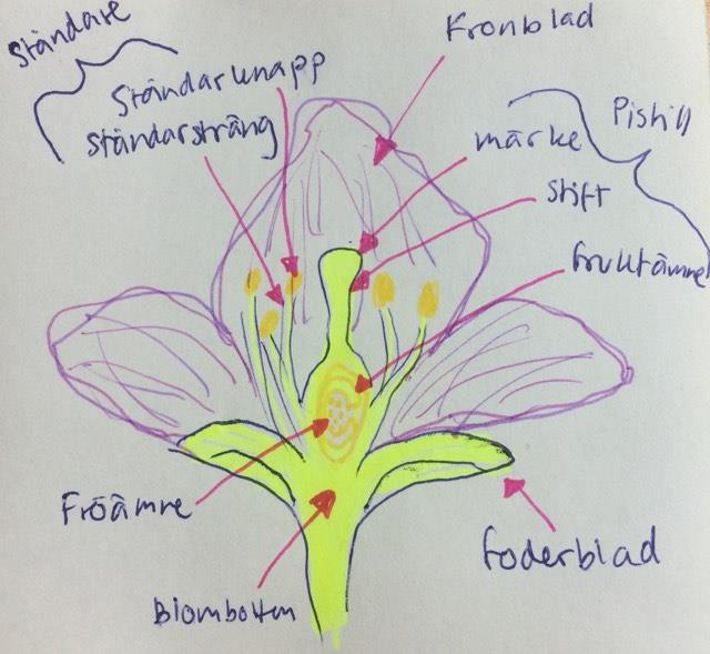 Blommans livscykel – Grundlärarstudenten